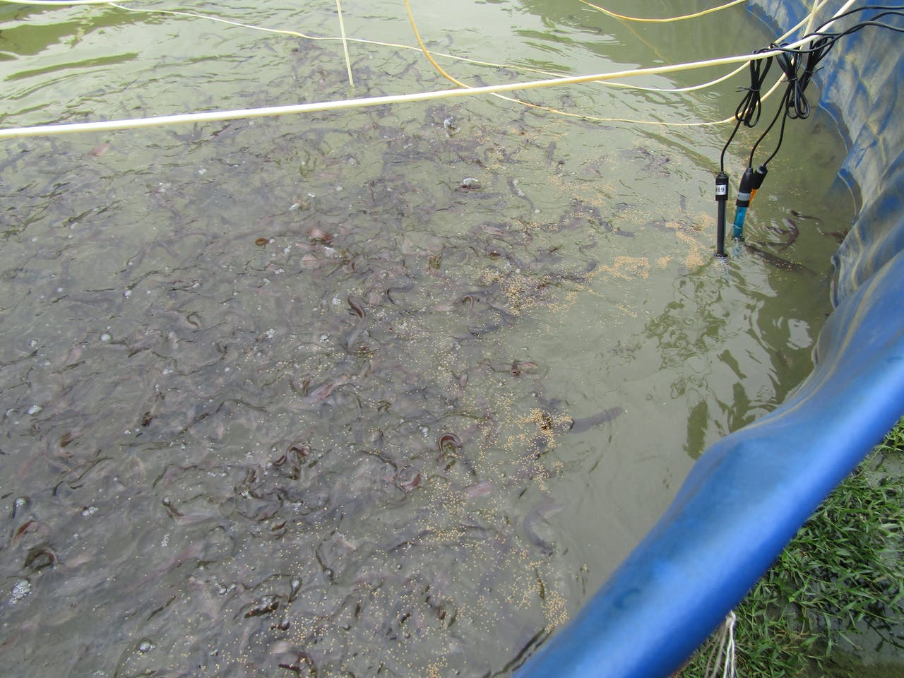 This biofloc monitoring system is an innovative device to help with ...