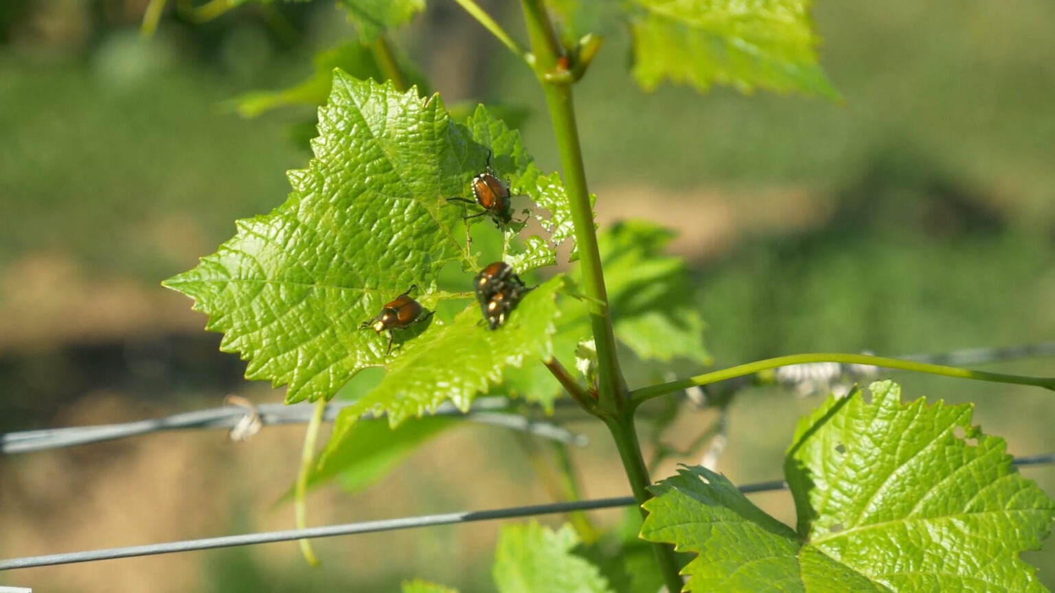 Vineyard pest monitoring with Arduino Pro | Arduino Blog